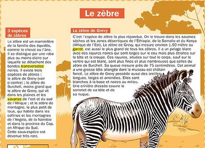 Les animaux de la savane en 22 infographies par Beneylu Spot - jenseigne.fr