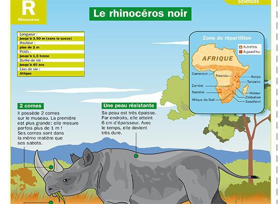 Les animaux de la savane en 22 infographies par Beneylu Spot - jenseigne.fr