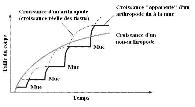 Comment les animaux se développent-ils ? par Edumoov - jenseigne.fr