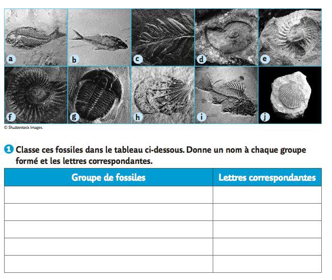 Découvrir la fossilisation par Lea.fr - jenseigne.fr
