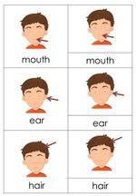 Le corps humain en anglais : cartes de nomenclature par Loustics ...