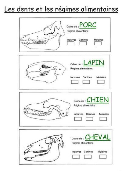 Dents et régimes alimentaires par Les outils de Malinous - jenseigne.fr
