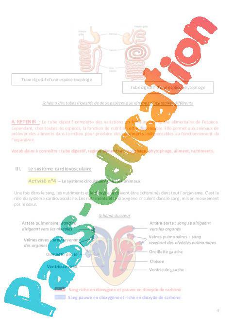 Les besoins des animaux et des végétaux – 5ème – Séquence complète ...