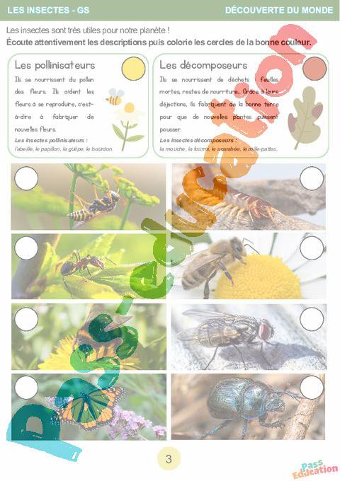 Les insectes – GS – Dossier d’activités – Maternelle – Cycle 1 – PDF à ...