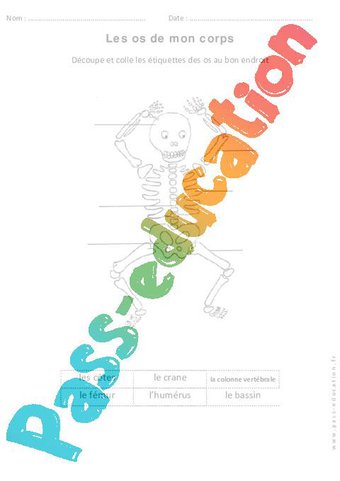 Connaître mon corps – Cp – Exercices 2 -– Découverte du monde – Cycle 2 ...