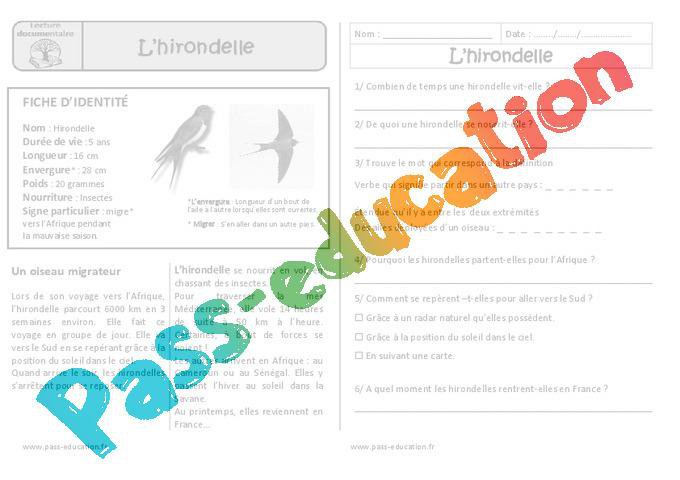 L’hirondelle – Ce1 – Lecture documentaire – Cycle 2 – PDF à imprimer ...