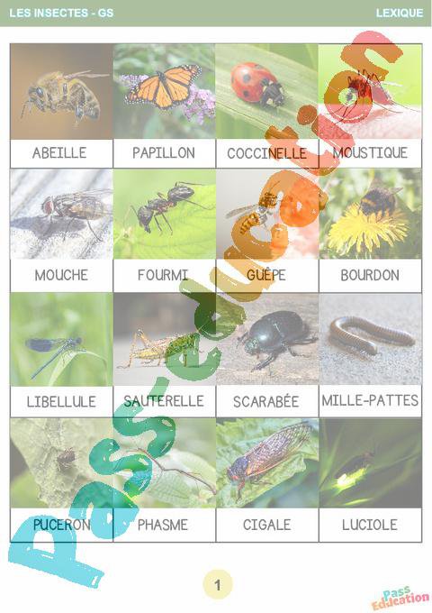 Les insectes – GS – Dossier d’activités – Maternelle – Cycle 1 – PDF à ...